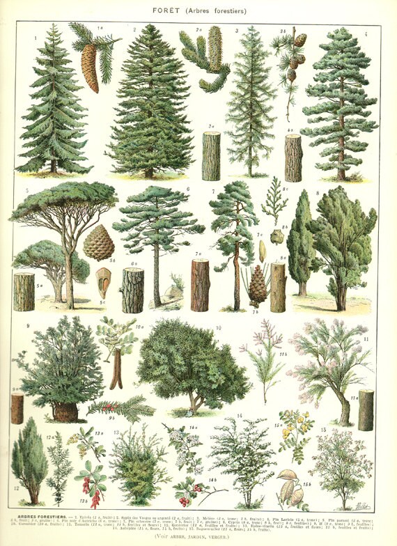 Tree Poster 1936 Vintage Botanical Poster Botanical Art Pine | Etsy