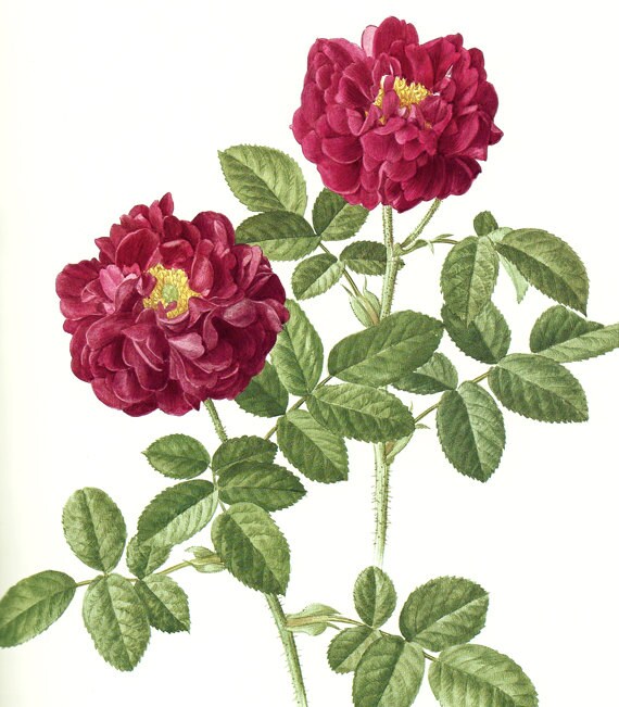 1985 Vintage purple Rose poster Tuscany rose art botanical art | Etsy