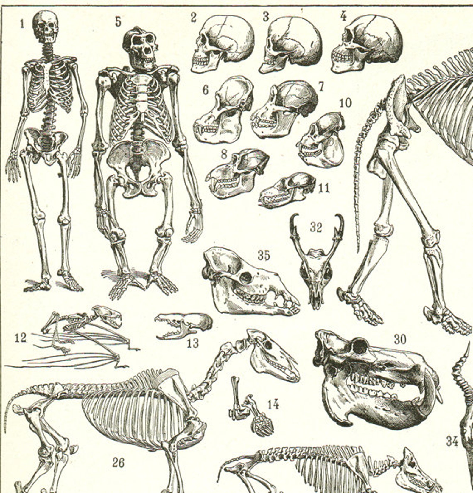 1936 Vintage Skeleton Poster Science Poster Biology Decor Biology Art ...
