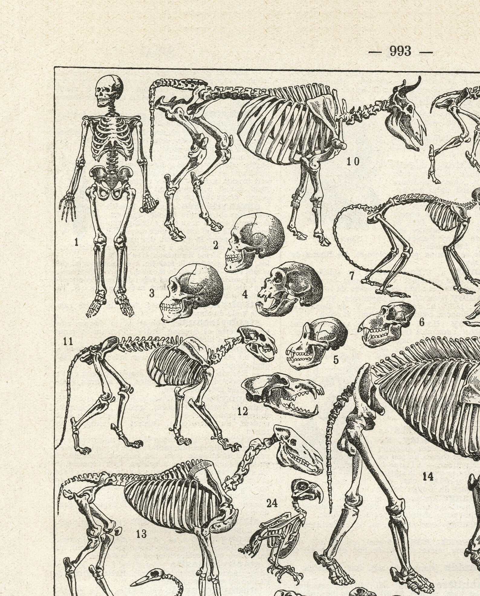 A3 Large vintage Printable skeleton anatomy print with skulls. | Etsy