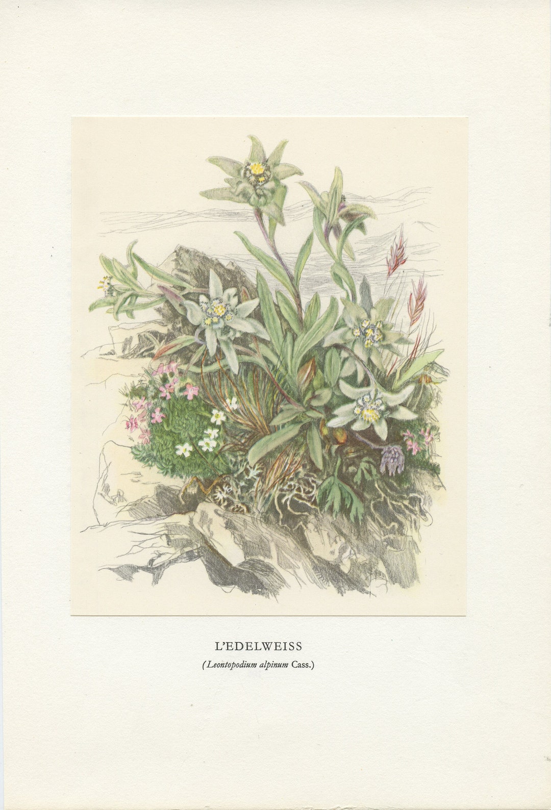 1959 Edelweiss Plant Botanical Print . Vintage Small Botanical Poster ...