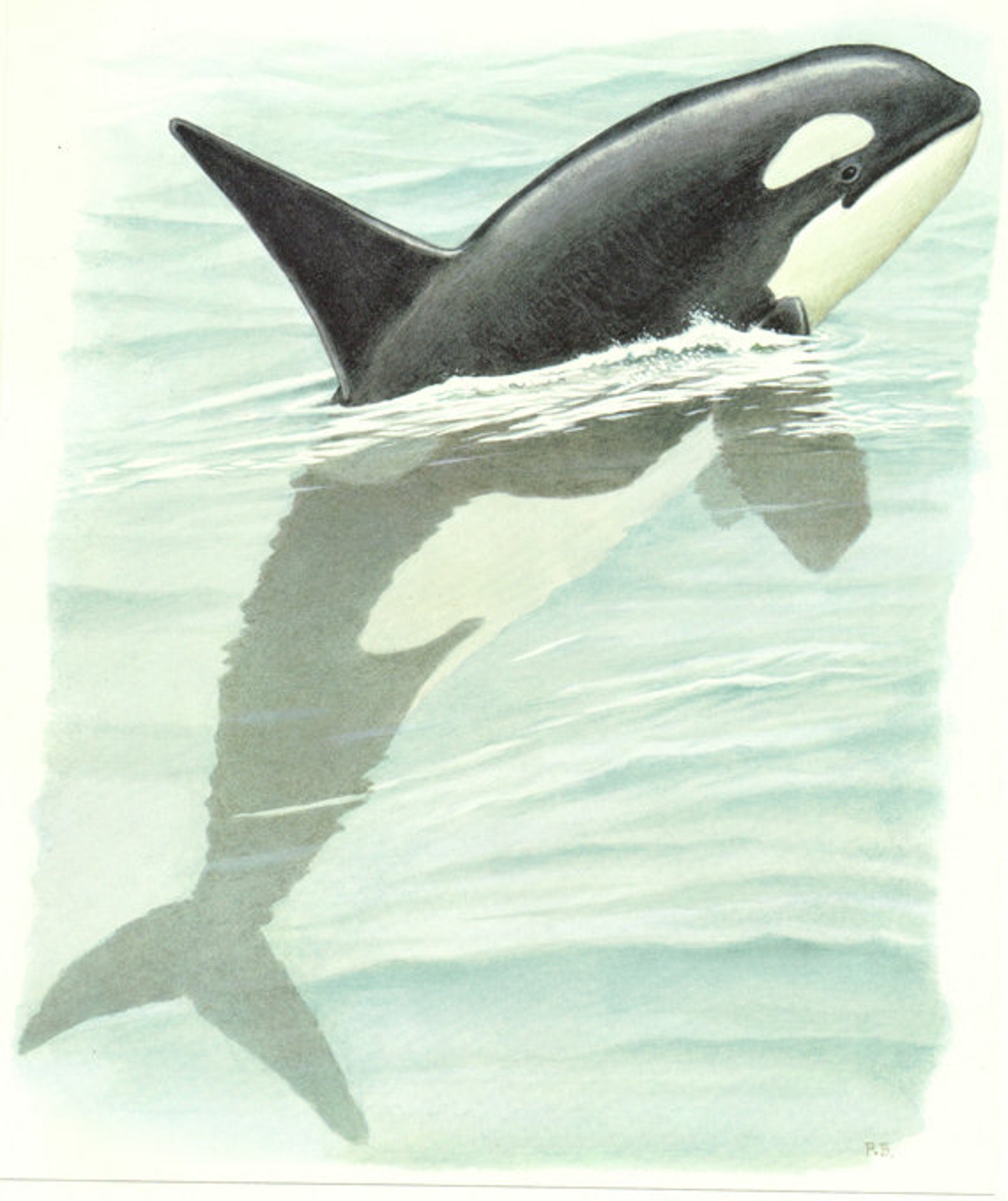 1970 Vintage Orca Print Orca Watercolor Vintage Wildlife Print | Etsy