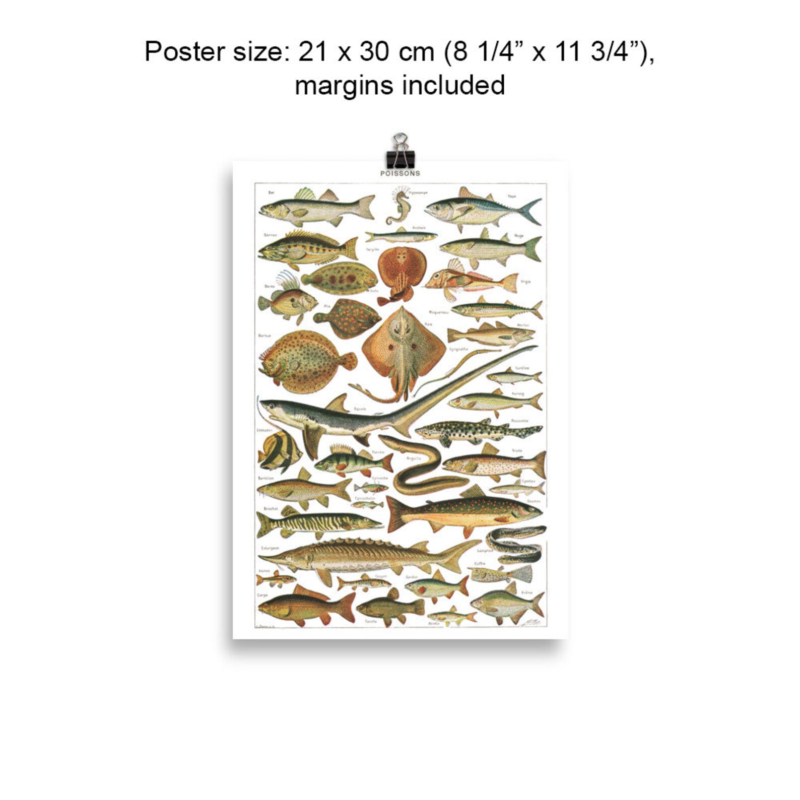 EU Sizes Large Fish Poster. Vintage Style Fish Chart for - Etsy