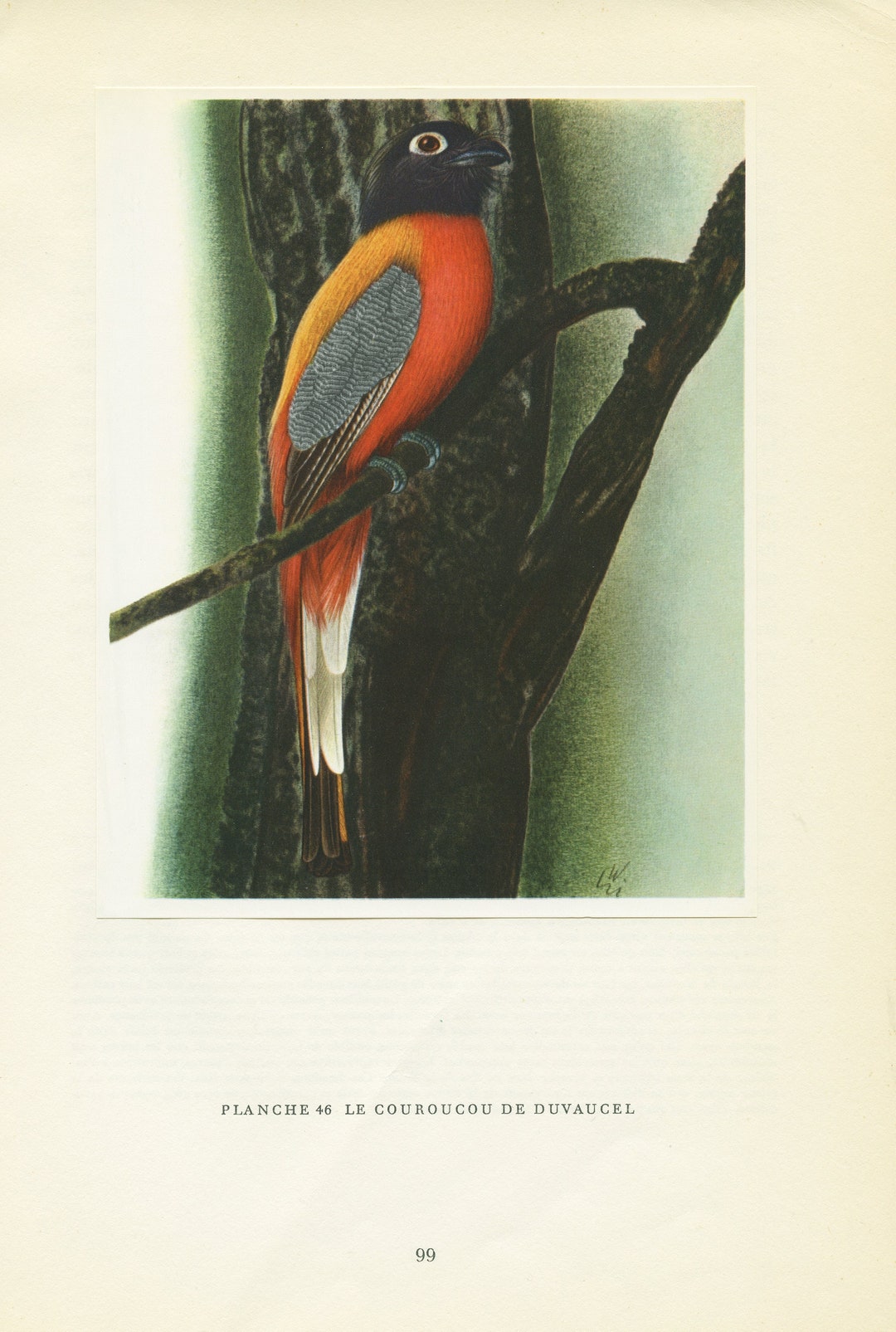 Scarlet Rumped Trogon Bird Print 1961 Small Vintage Artwork. - Etsy