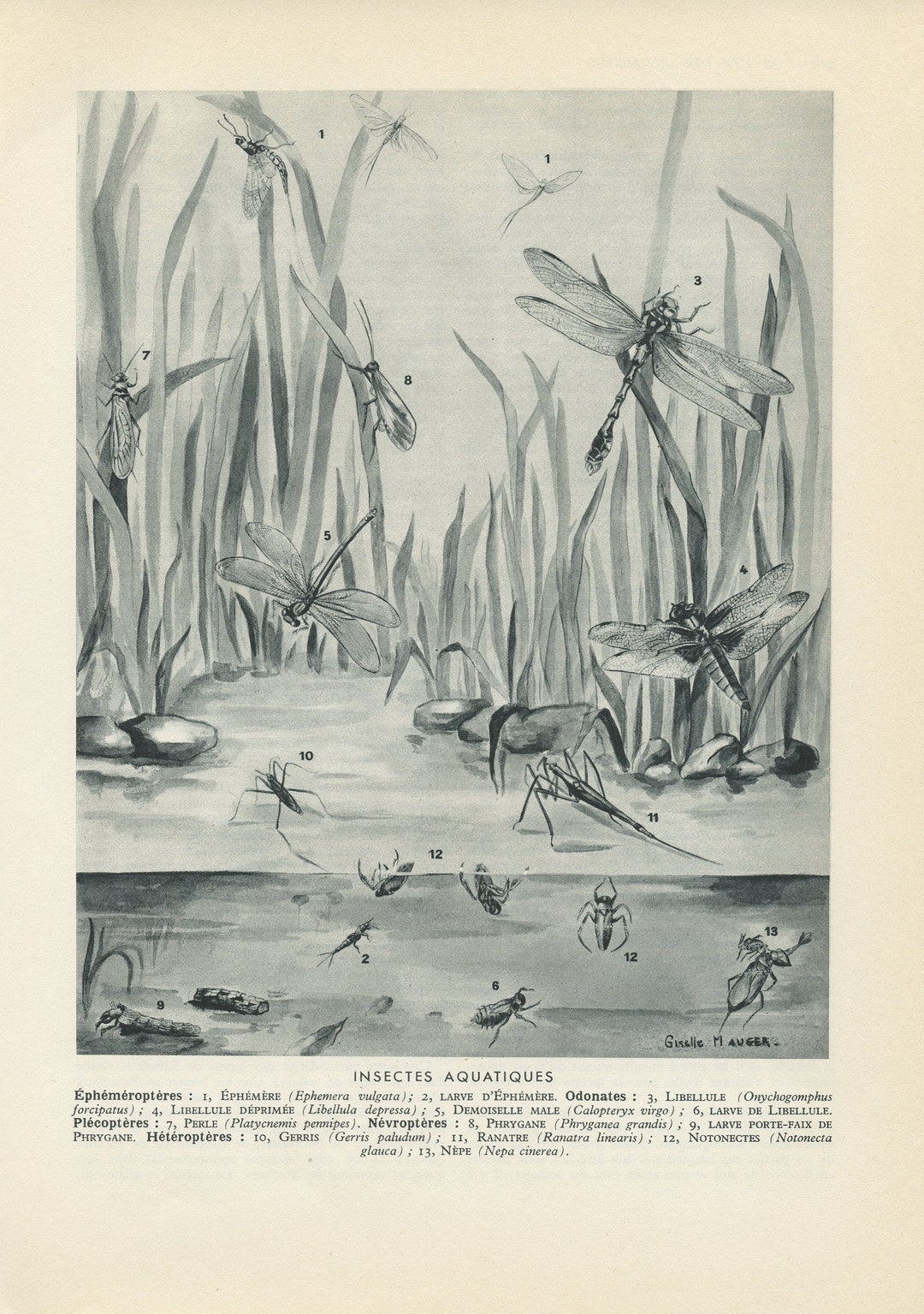 1949 Aquatic Insects Print for Antique Bugs Art. Old Science Poster ...