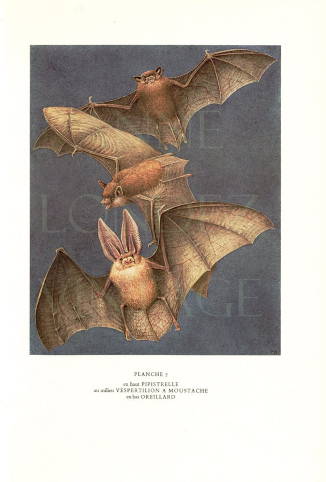 Pipistrelle Bat Print From 1970. Vintage Bat Poster Antique Bat Art Bat ...