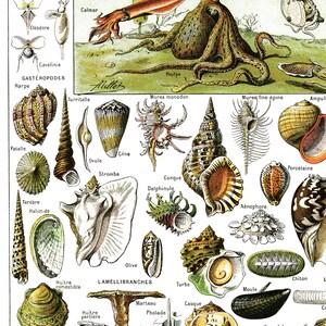 Extra Large Sea Shells Poster Reprint From 1922. Beach House - Etsy