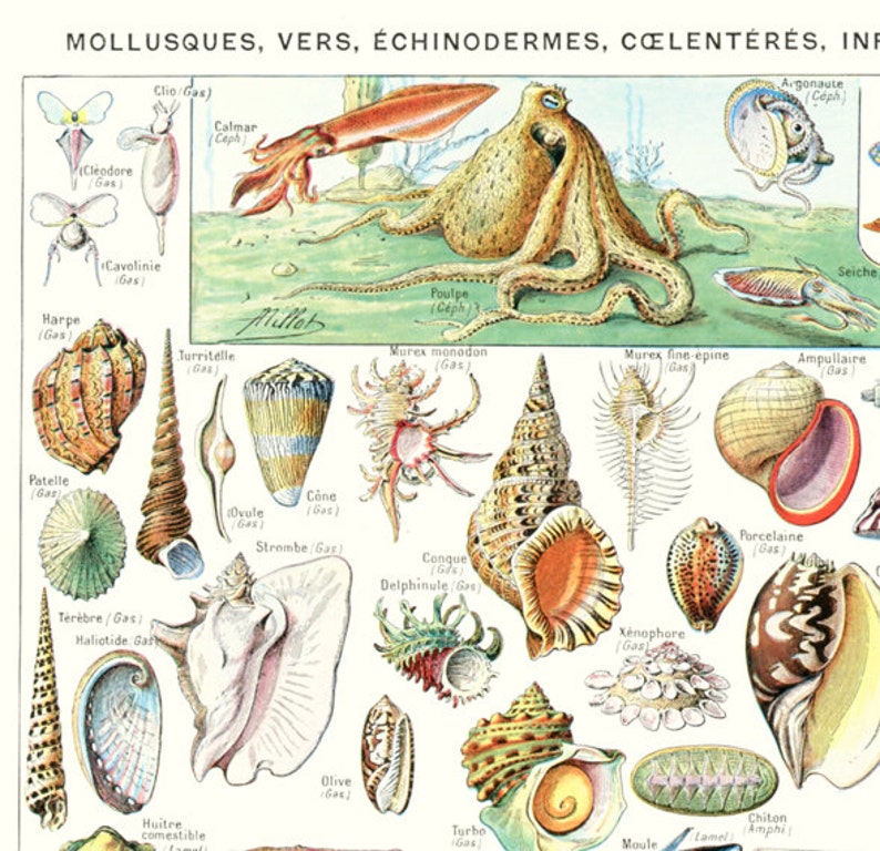 Seashell poster 1948 Vintage Sea Shell art Molluscs | Etsy