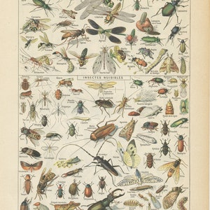 Insects Art 1922 Vintage Old Insects Print Bugs Art Biology Poster ...