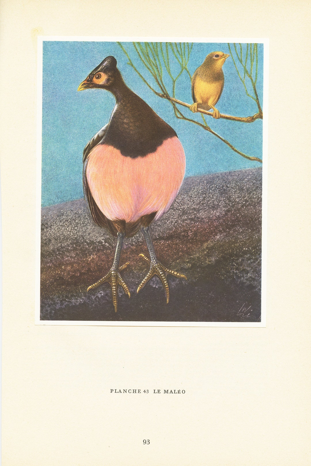 Black & Pink Maleo Bird Art Print From 1961. Vintage Tropical Exotic ...