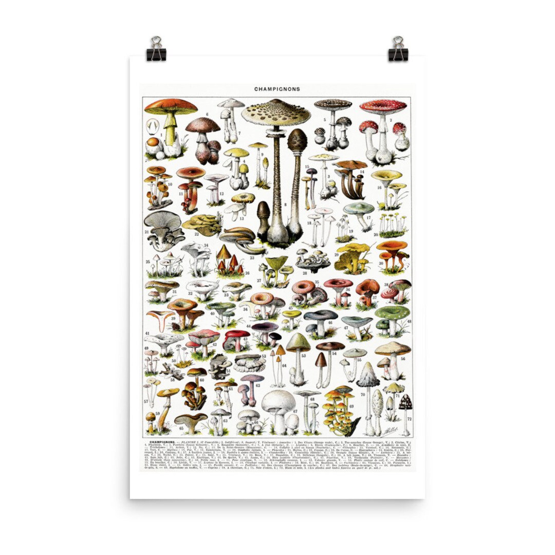 Large Format Mushroom Chart Poster Print for Large Kitchen - Etsy