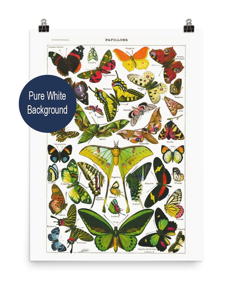 Large Butterfly Chart Poster. Butterflies & Moths Natural - Etsy