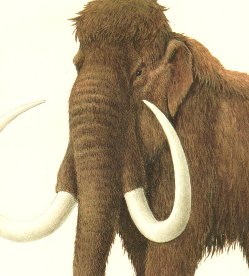 1970 Vintage Mammoth Poster Vintage Animal Art Mammoth Print | Etsy