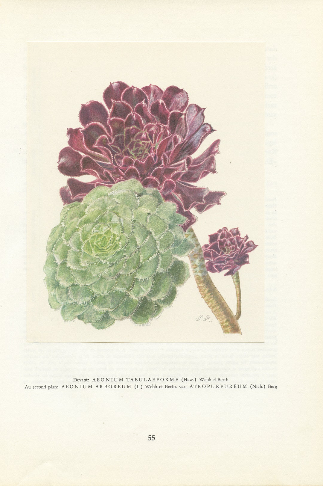 1958 Vintage Succulent Poster Aeonium Tabuliforme + Arboreum Saucer ...