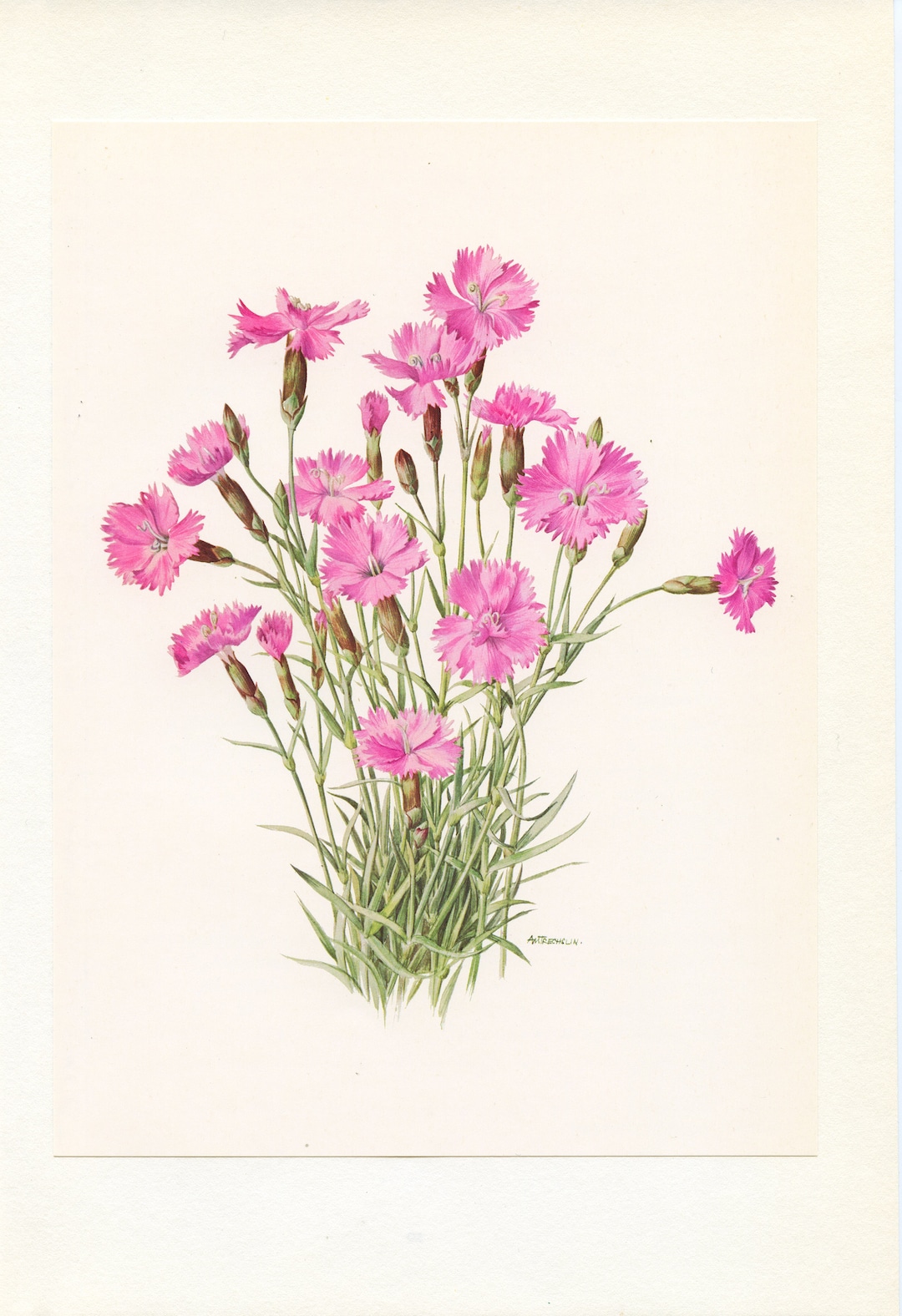 1972 Vintage Garden Pink Dianthus Plumarius Botanical Print. Botanical ...