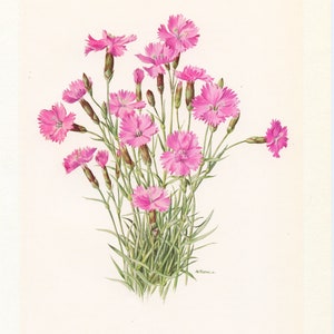 1972 Vintage Garden Pink Dianthus Plumarius Botanical Print. Botanical ...