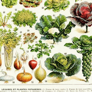 Vegetables Botanical Print- 1936 Vintage Kitchen Decor- Rustic Kitchen ...