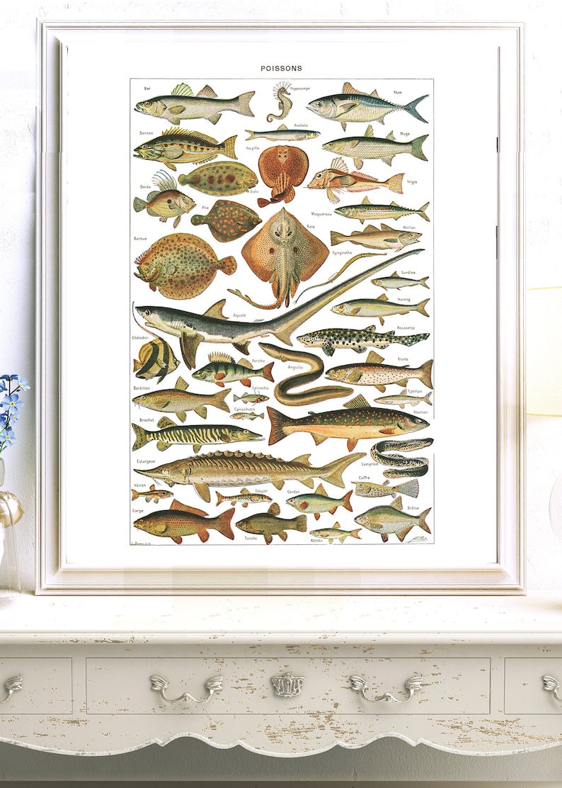 EU Sizes Large Fish Poster. Vintage Style Fish Chart for | Etsy