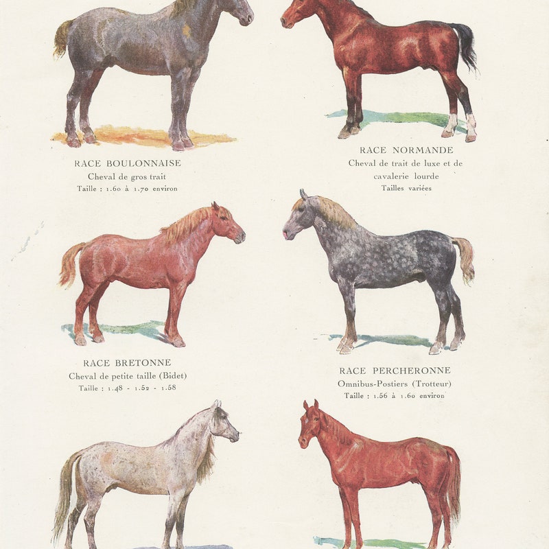 Horse Breed Chart - Etsy
