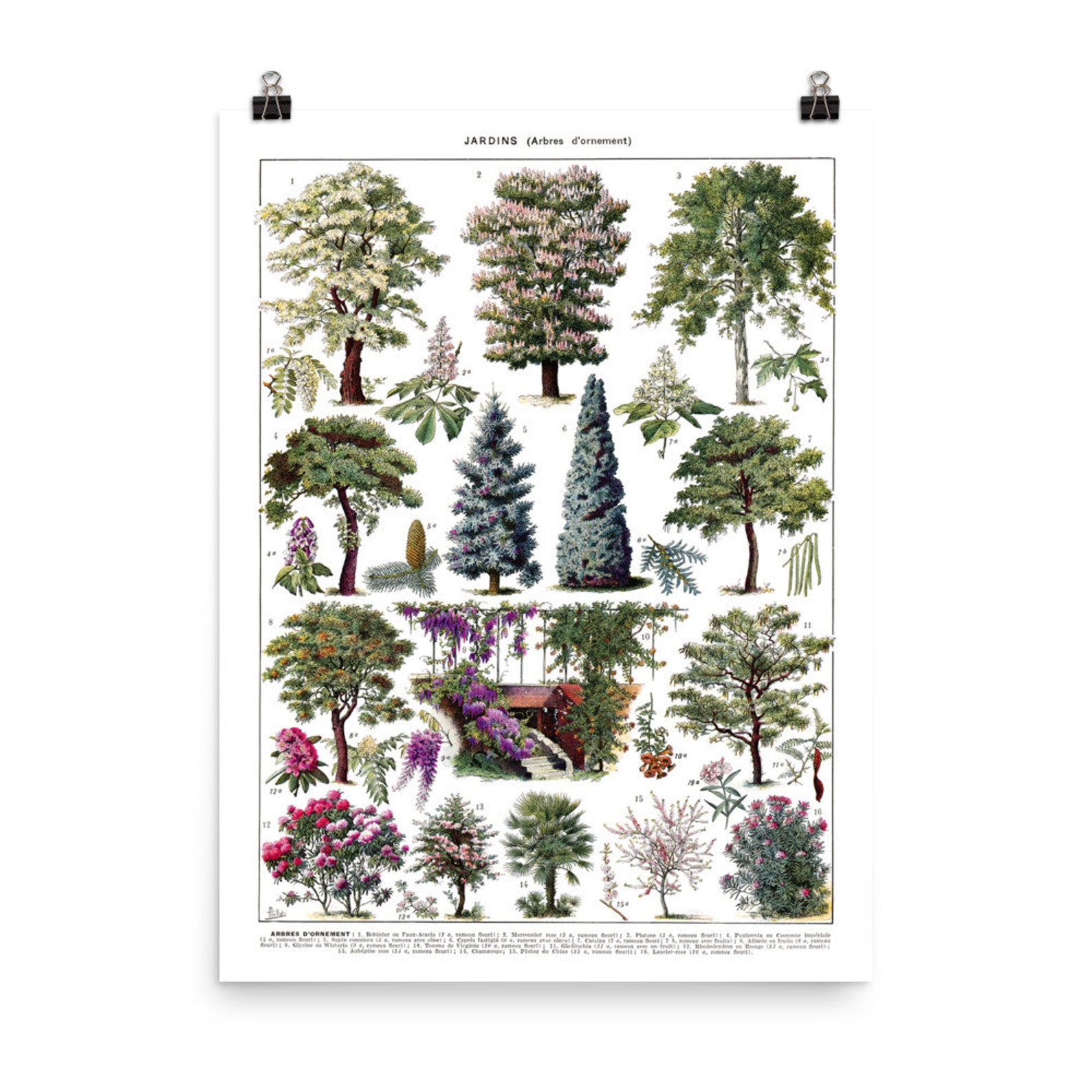 Large Tree Wall Art Reprint Trees Botanical Print Gardener - Etsy