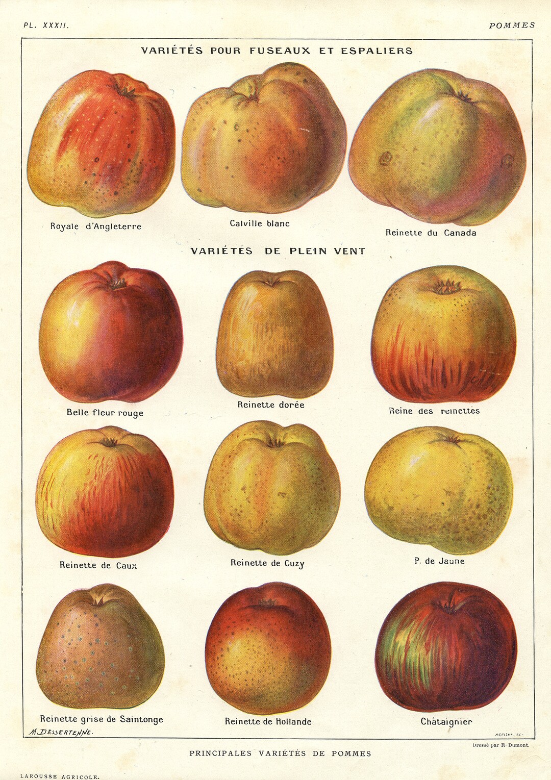 1921 Apple Varieties Botanical Print. Old Fruit Poster. Vintage Kitchen ...