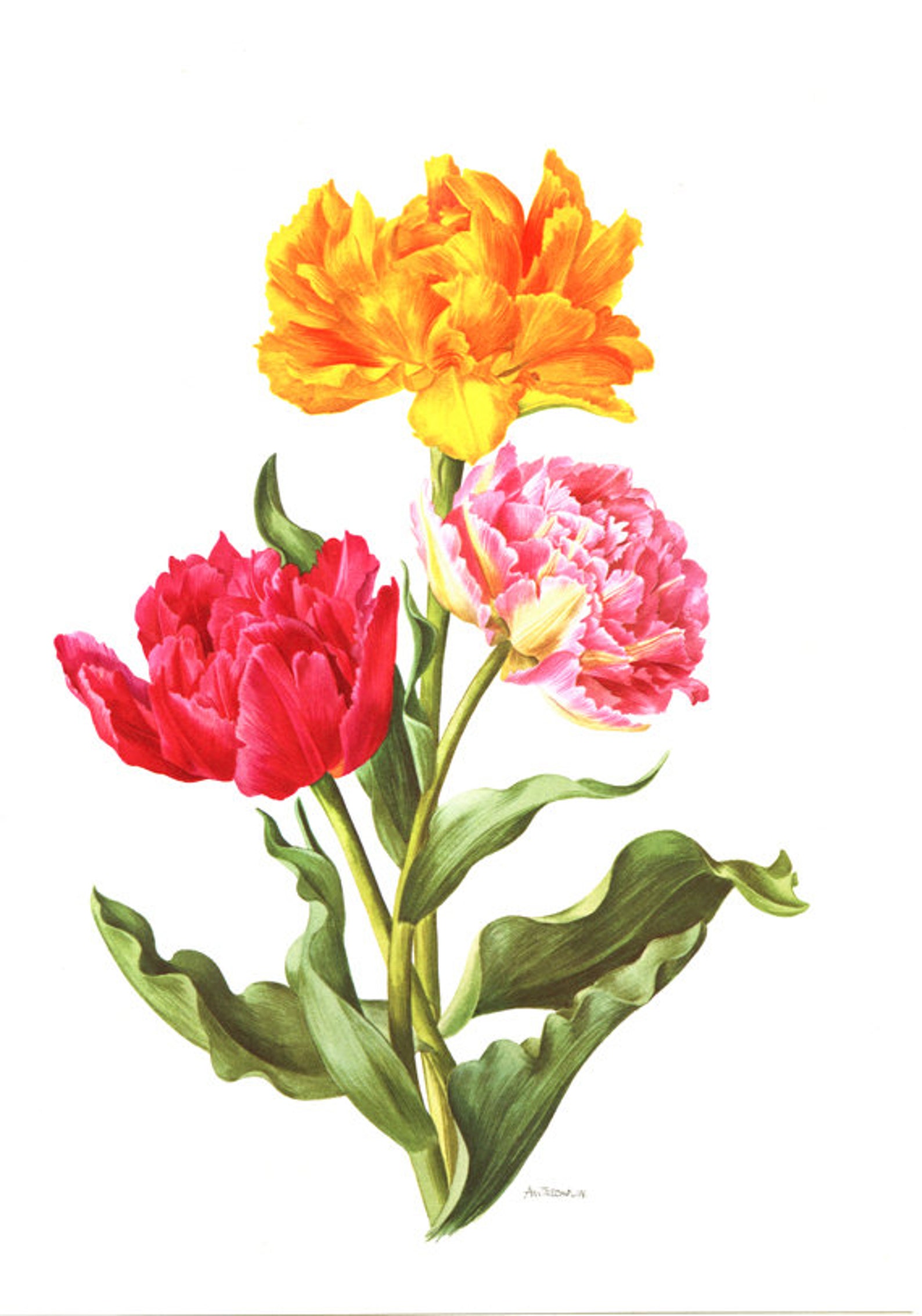 Double Tulip Wall Art Print 1964 Vintage Tulip Botanical | Etsy