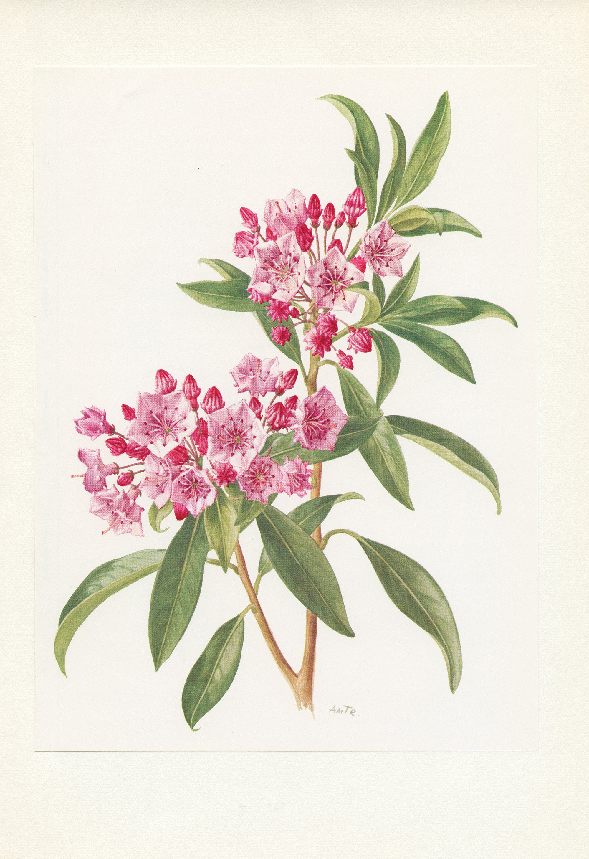 Kalmia Latifolia Drawing