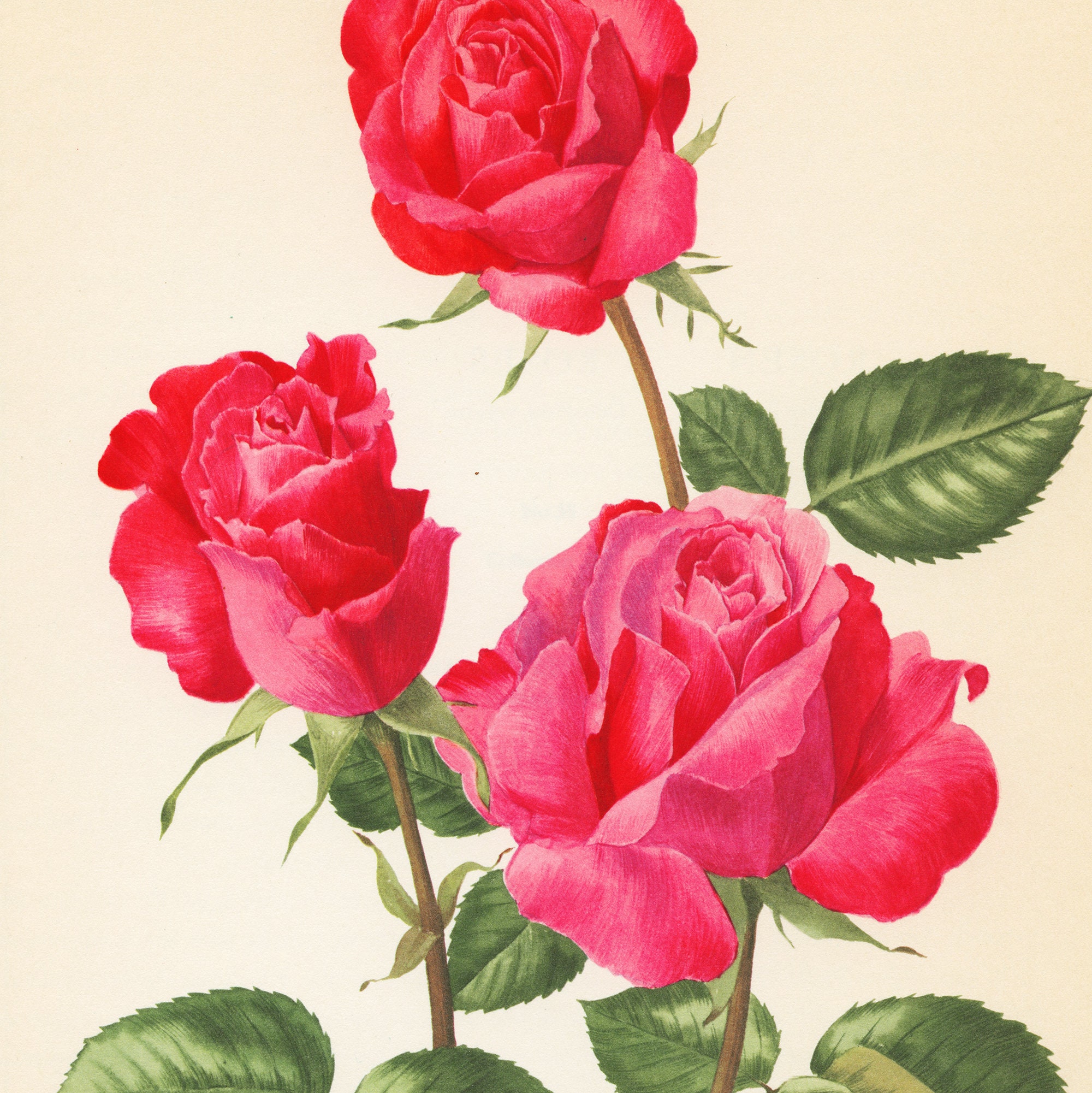 Dark Pink Roses Botanical Art 1962. Vintage Cassin Rose Botanical Print ...