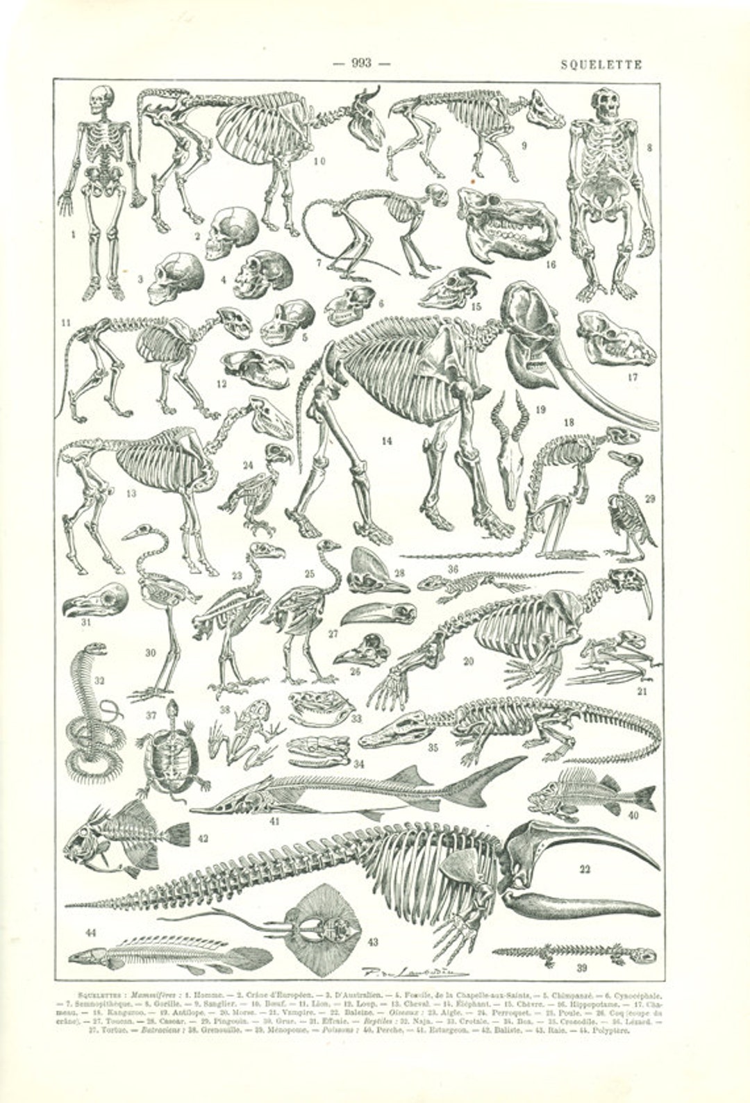 Antique Fossils Print, 1922 Vintage Skeleton Print, Paleontology ...
