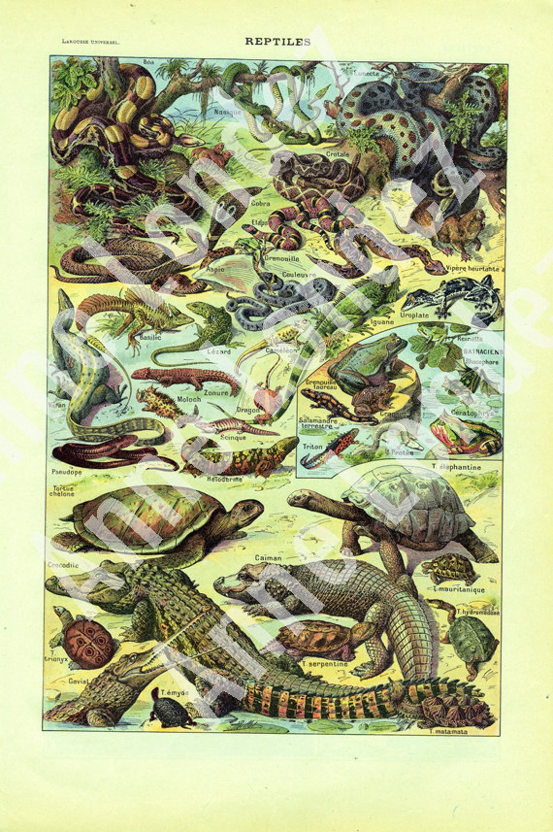 1922 Vintage Reptiles Poster Vintage Snake Wall Art Reptiles Print ...