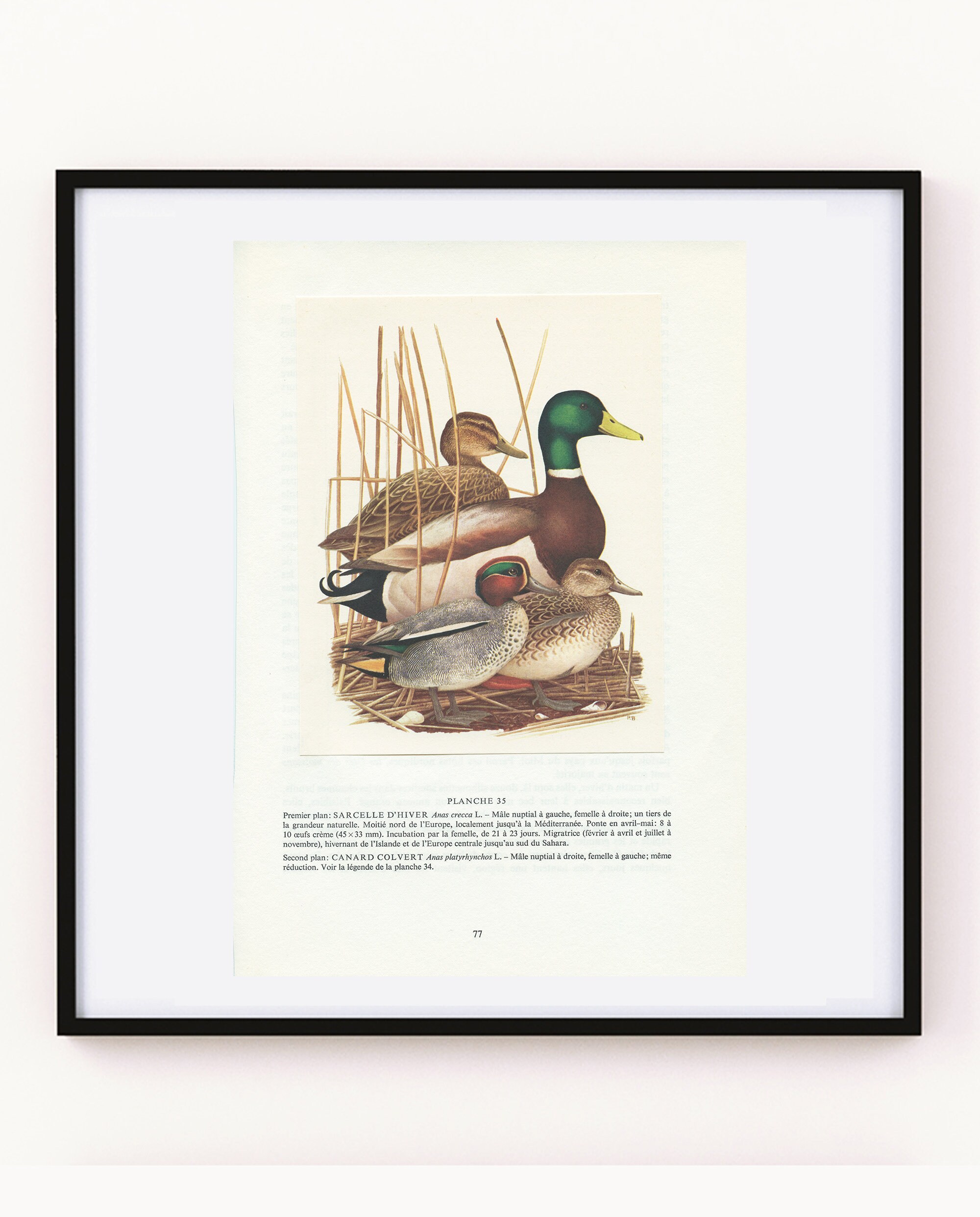 Mallard & Eurasian teal ducks print 1962 Bird wall art. | Etsy
