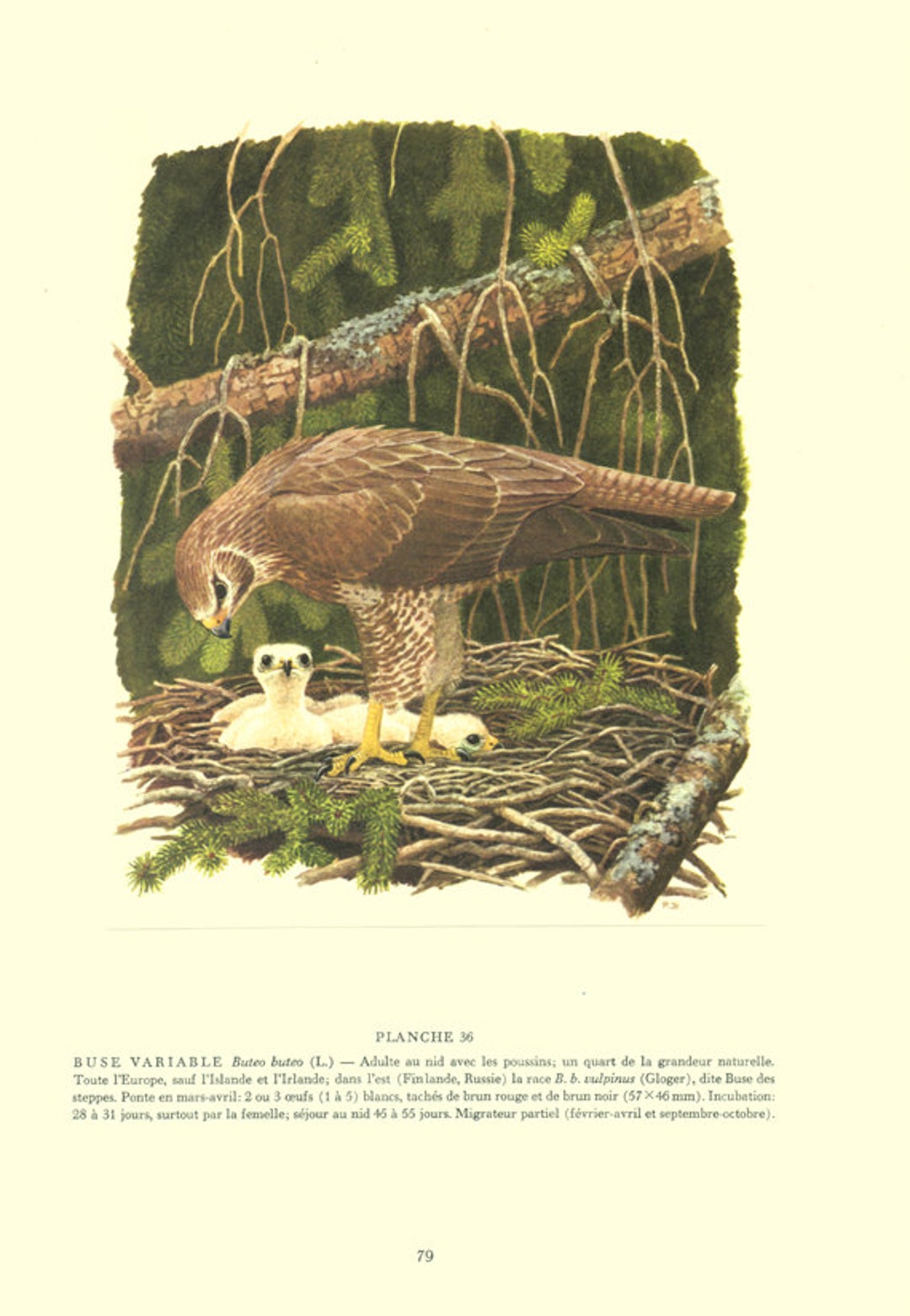 Buzzard Poster 1959 Vintage Bird Wall Hanging Bird Gift Vintage Bird ...