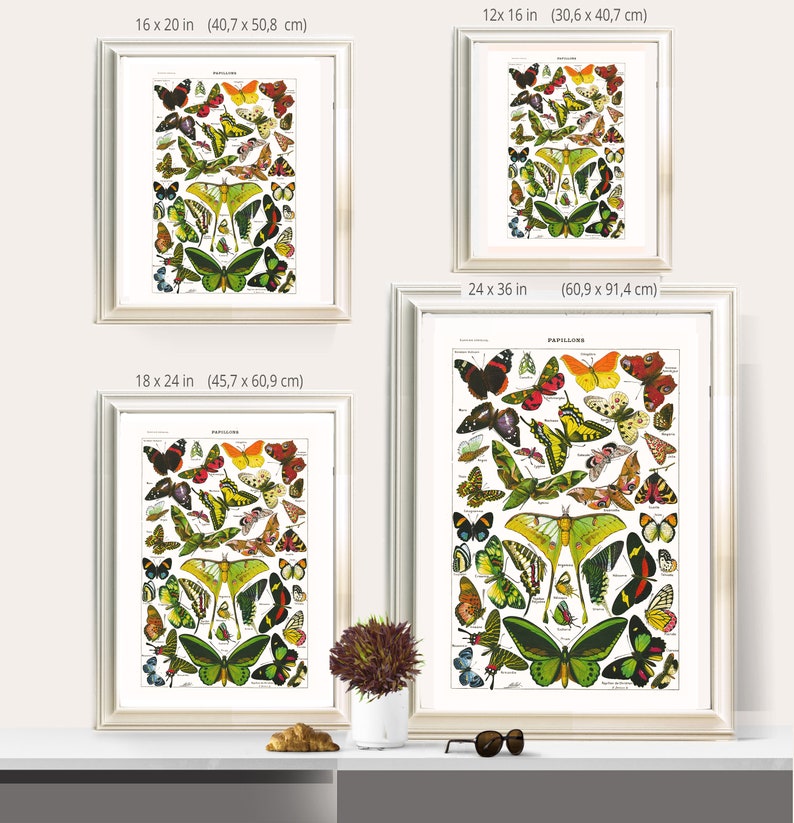 Large Butterfly Chart Poster. Butterflies & Moths Natural - Etsy