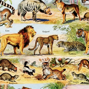 1948 Vintage Animal Art French Wall Art Wildlife Art Antique Mammals ...