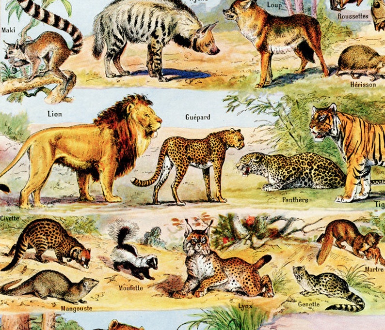 1948 Vintage Animal Art French Wall Art Wildlife Art Antique - Etsy