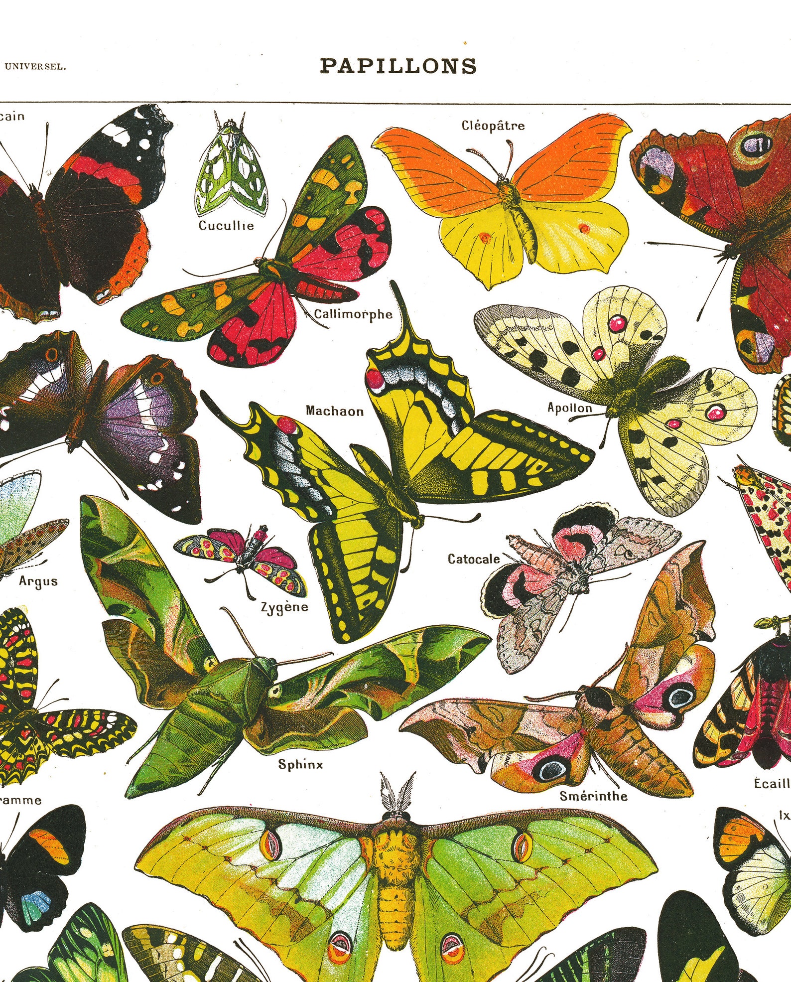 16x20 Large Butterfly Chart Poster. Butterflies & Moths - Etsy
