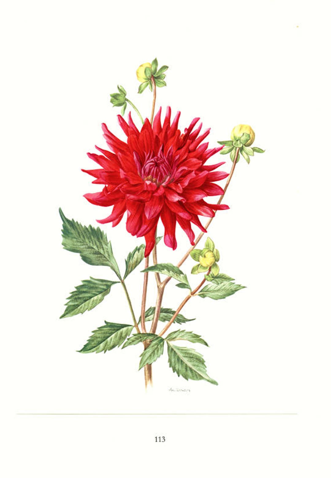 1964 Red Dahlia Botanical Print for Floral Home Decor. Cottagecore ...