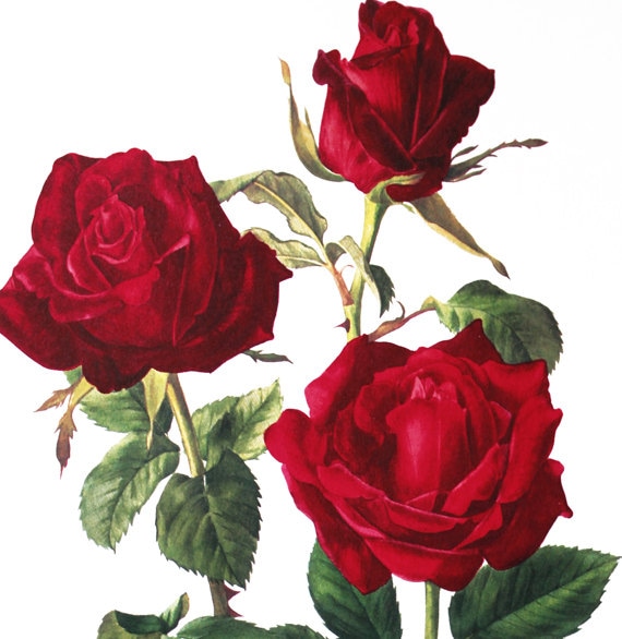 Red Rose Botanical Art 1962 Vintage Red Roses Art Vintage - Etsy Australia