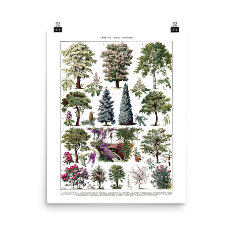 Large Tree Wall Art Reprint Trees Botanical Print Gardener - Etsy