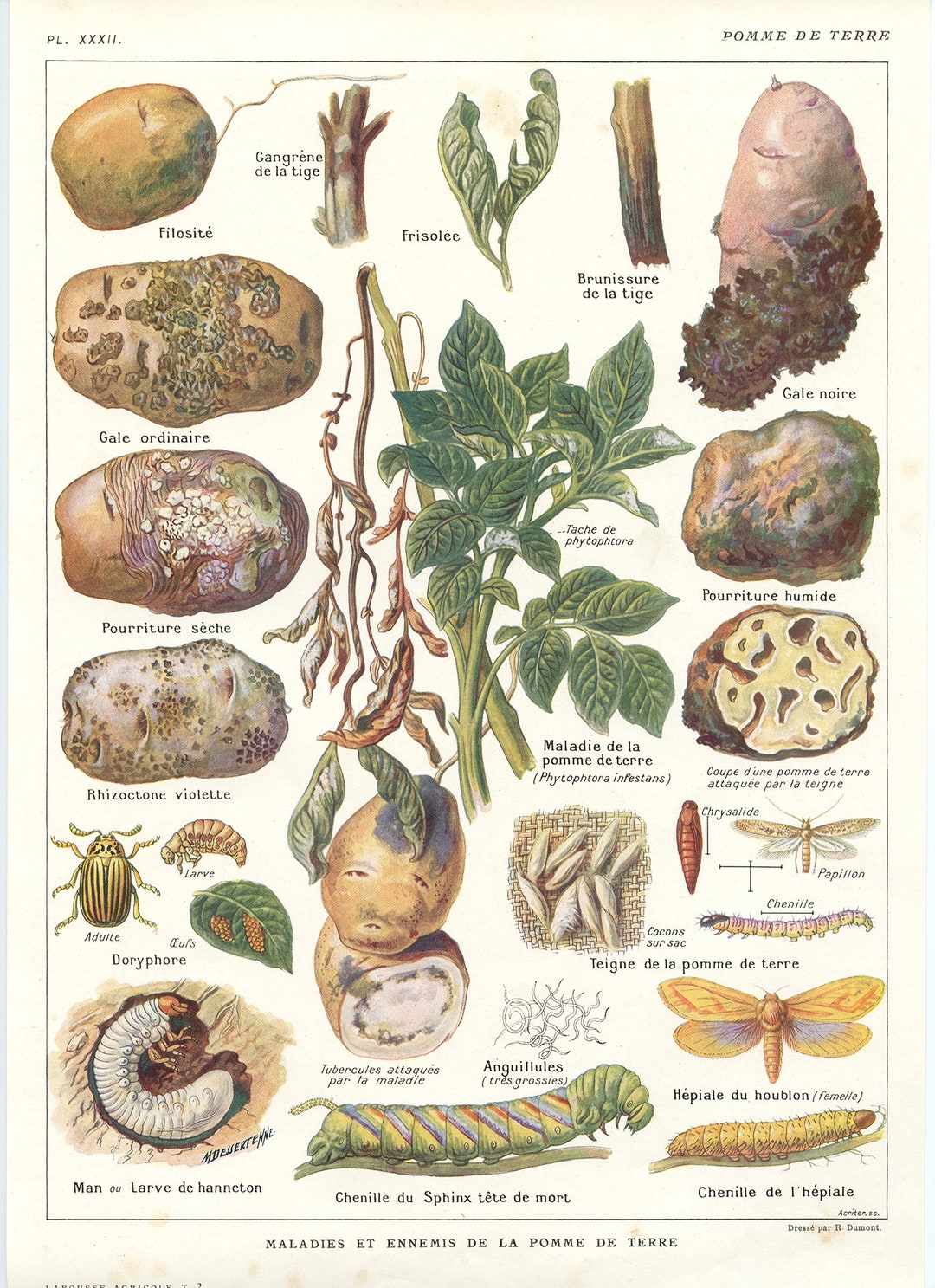 1921 Antique Potato Pests & Diseases Poster. Vegetable Print. Vintage ...