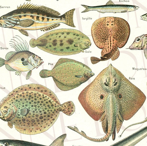 ANTique 1948 Fish print Vintage Kitchen decor Beach art Fish | Etsy