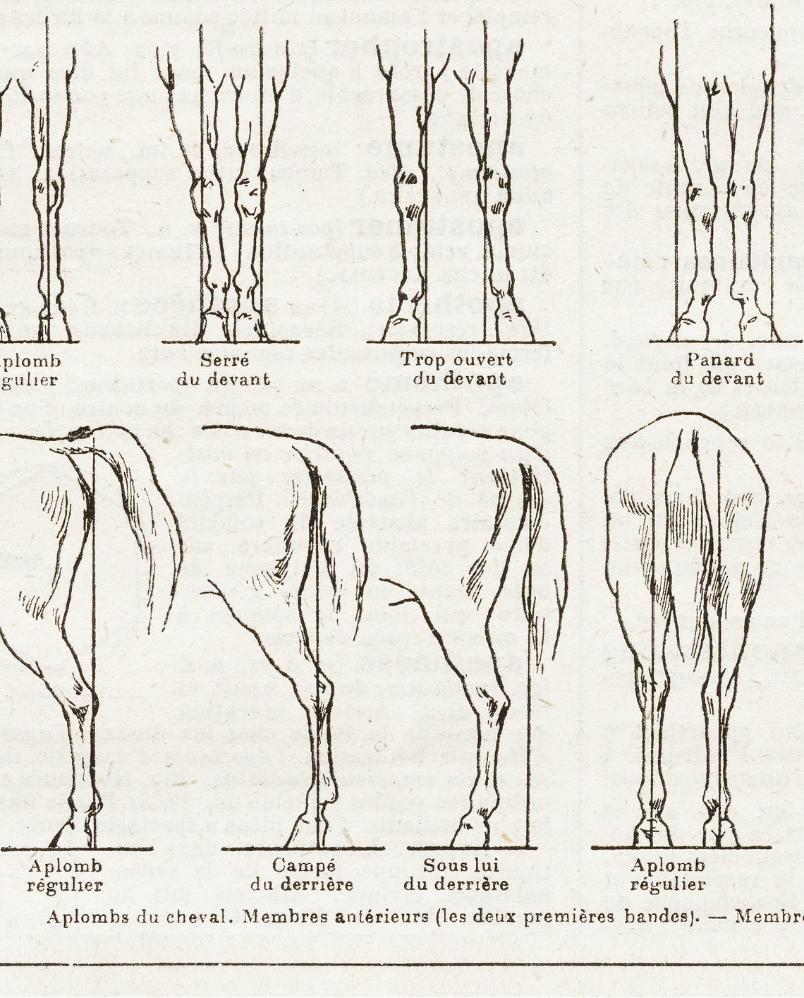 Large Horse Leg Conformation Poster. Vintage Reprint From | Etsy
