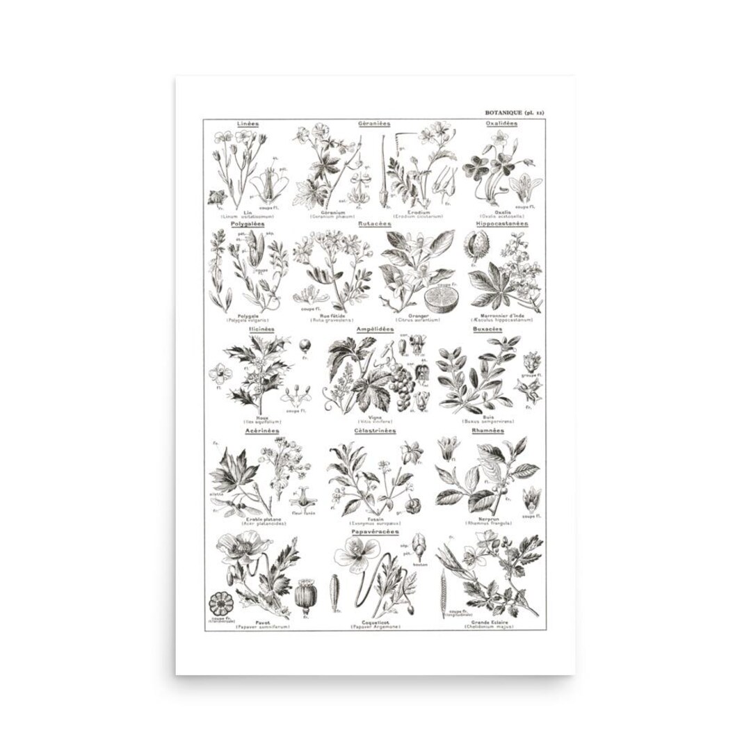 Large Botanical Plant Poster Reprint of 1938 Antique Bookplate for ...