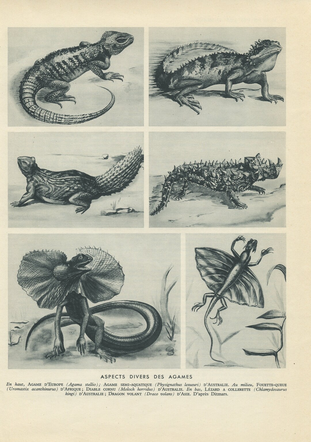 1949 Agamids Lizards Print. Old Science Poster. Vintage Black and White ...