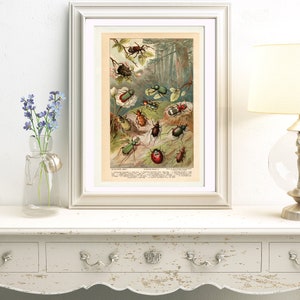 1890 Antique Beetles Insects Print. Small Weevil Ladybug Scarab Poster ...