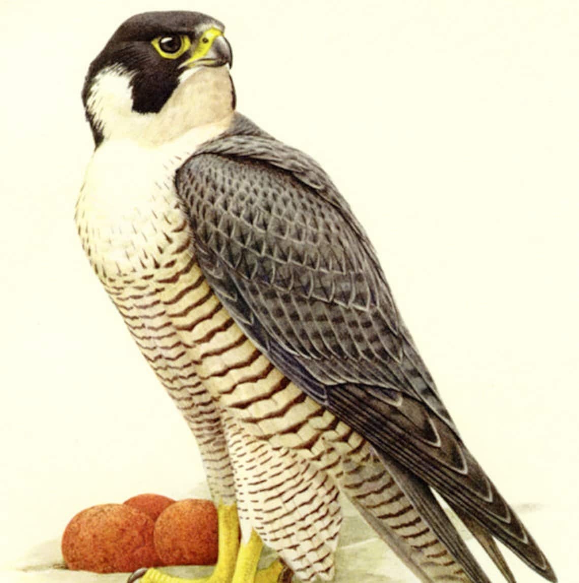 Falcon Print Vintage 1959 Bird Poster Bird Print Peregrine - Etsy