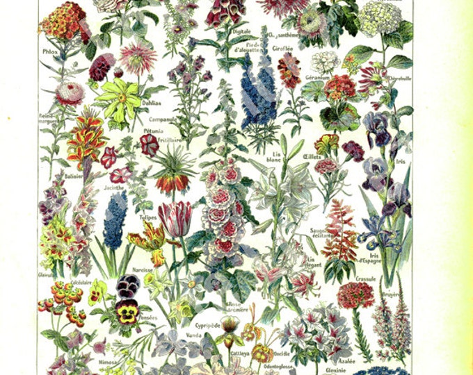 1922 Antique Botanical Print Vintage Flowers Poster for Cottagecore ...