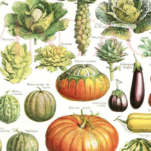 French Vegetables - Etsy