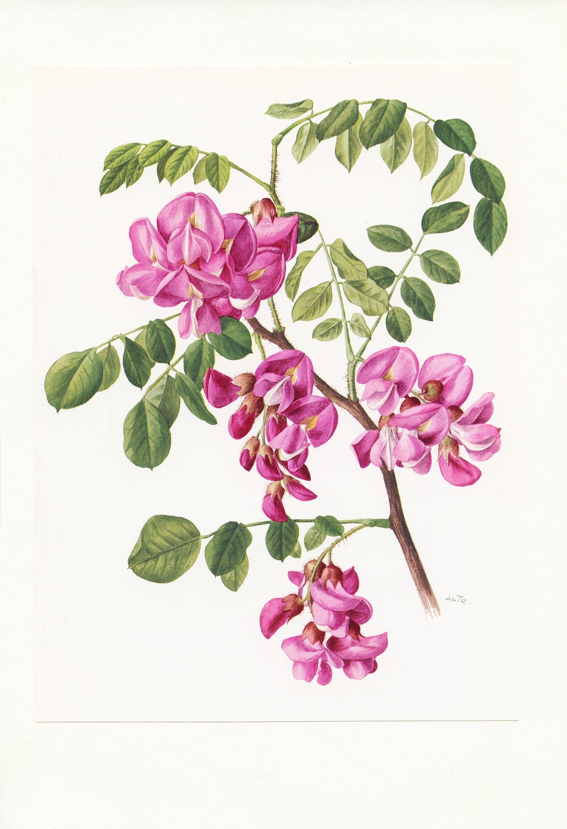 Rose Acacia Moss Locust Botanical Print 1972. Vintage - Etsy
