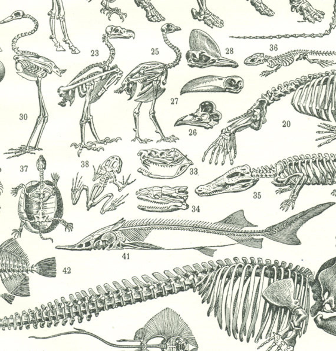 1922 Antique Fossils Print Vintage Skeleton Poster, Paleontology ...